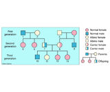 Evolution & Genetics | Carlson Stock Art