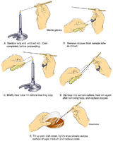 Agar Plate Inoculation | Image License | Carlson Stock Art