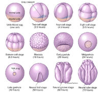 Frog - Early Embryonic Development | Image License | Carlson Stock Art
