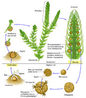 Moss Life Cycle Sexual Reproduction | Grade 11 University Biology