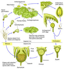 Clubmoss Lycopodium Structure Life Cycle Carlson
