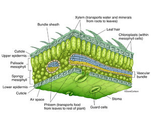 Botany : Life Science & Biomedical : Carlson Stock Art