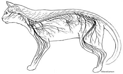Cat Nervous System Overview (lateral view) | Carlson Stock Art