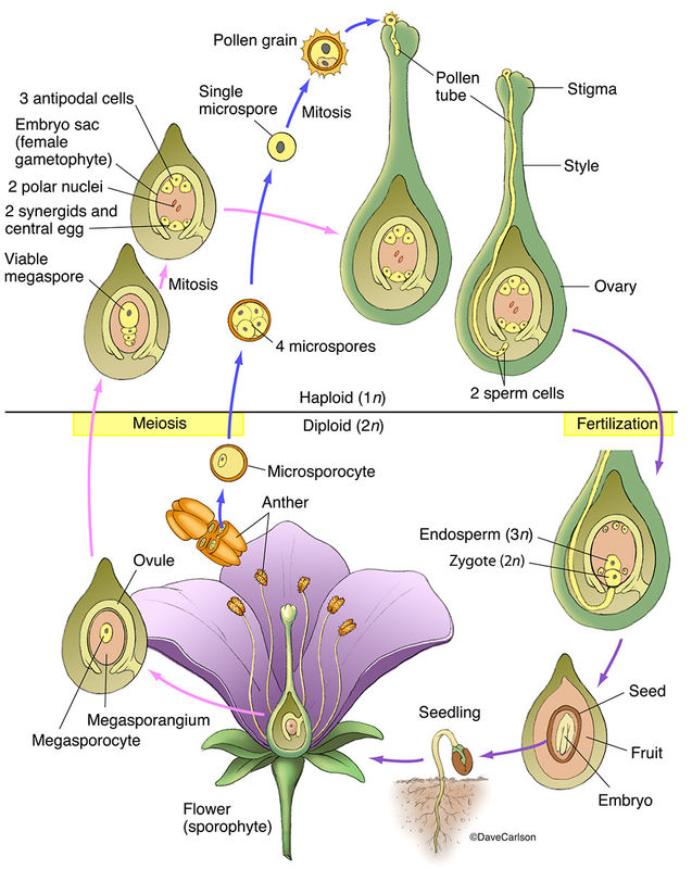 Angiosperm Structure & Life Cycle | Carlson Stock Art Angiosperm Structure & Life Cycle | Carlson Stock Art