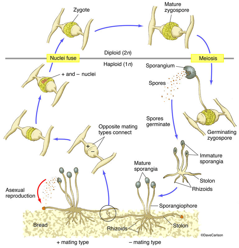 Clubmoss Lycopodium Structure Life Cycle Carlson 76 Club Mosses Stock