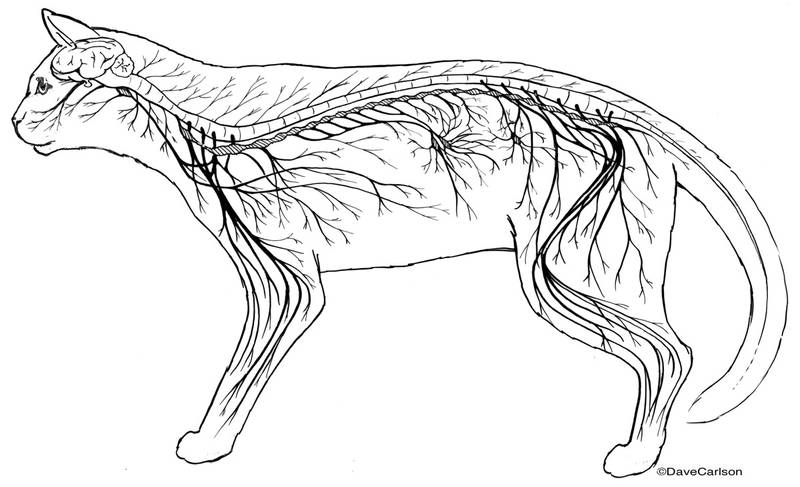 Cat Nervous System Overview (lateral view) | Carlson Stock Art