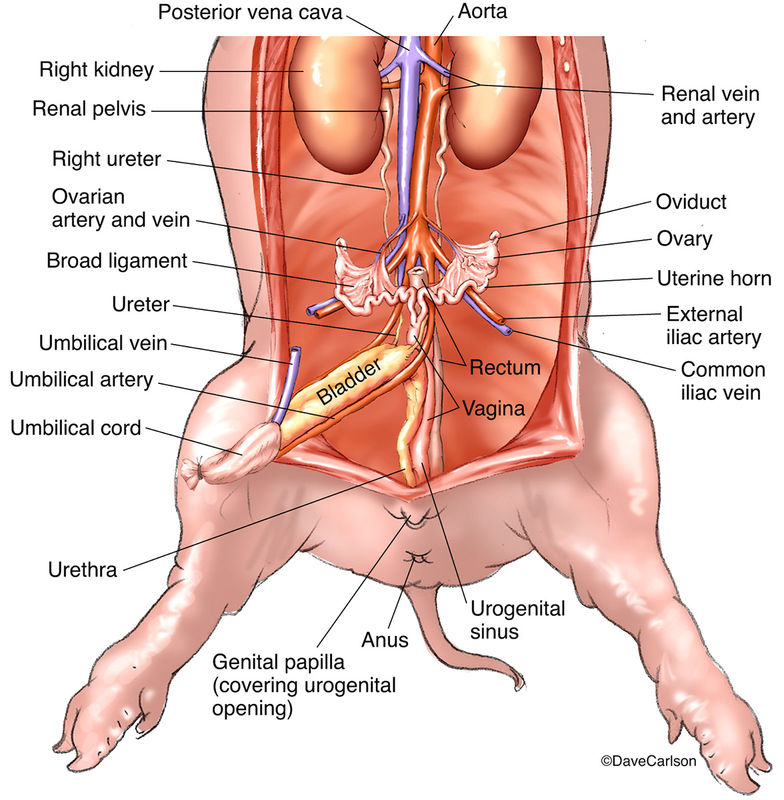 Fetal Pig Female Urogenital System Carlson Stock Art Fetal Pig Female Urogenital System Carlson Stock Art