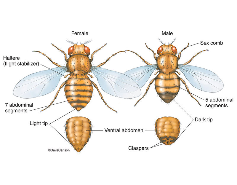 Fruit Fly Identification Guide