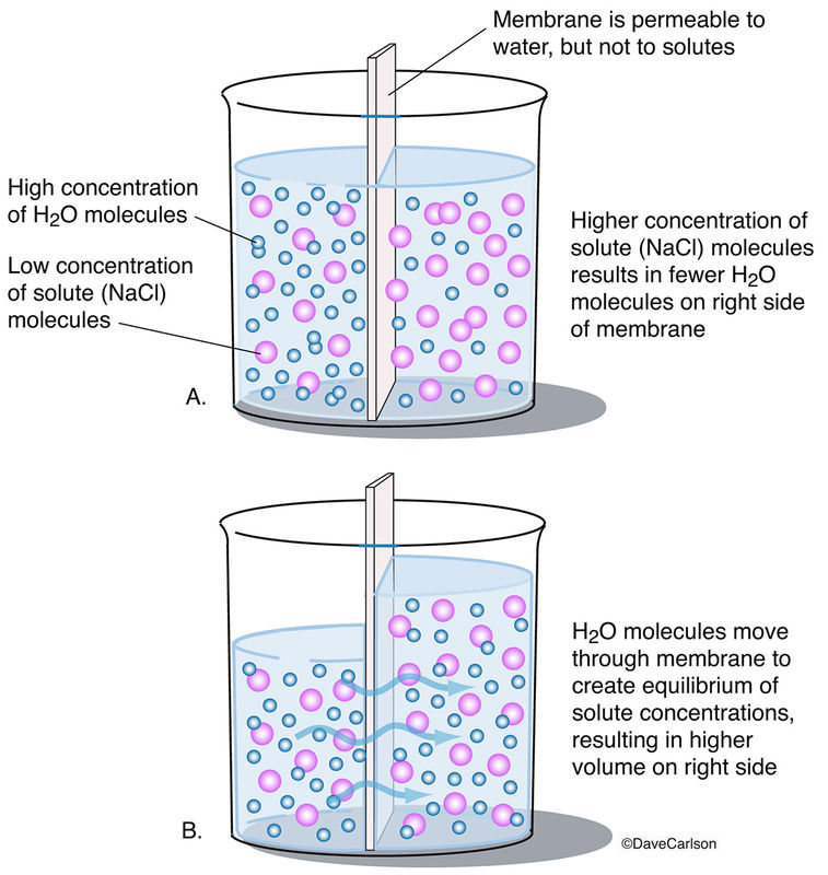 General Biology | Carlson Stock Art General Biology | Carlson Stock Art