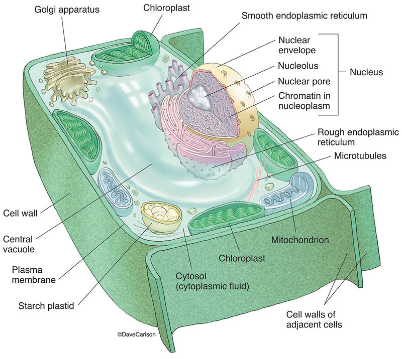 Plant Cell Structure | Carlson Stock Art