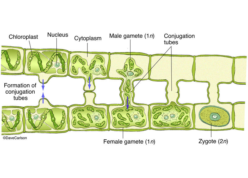 Spyrogyra Reproduction | Carlson Stock Art