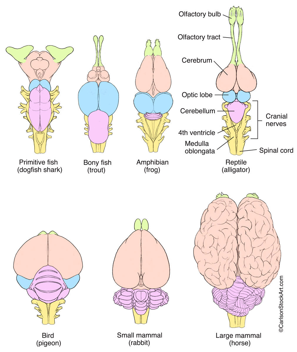 Vertebrate Brain Evolution | Carlson Stock Art Vertebrate Brain Evolution | Carlson Stock Art