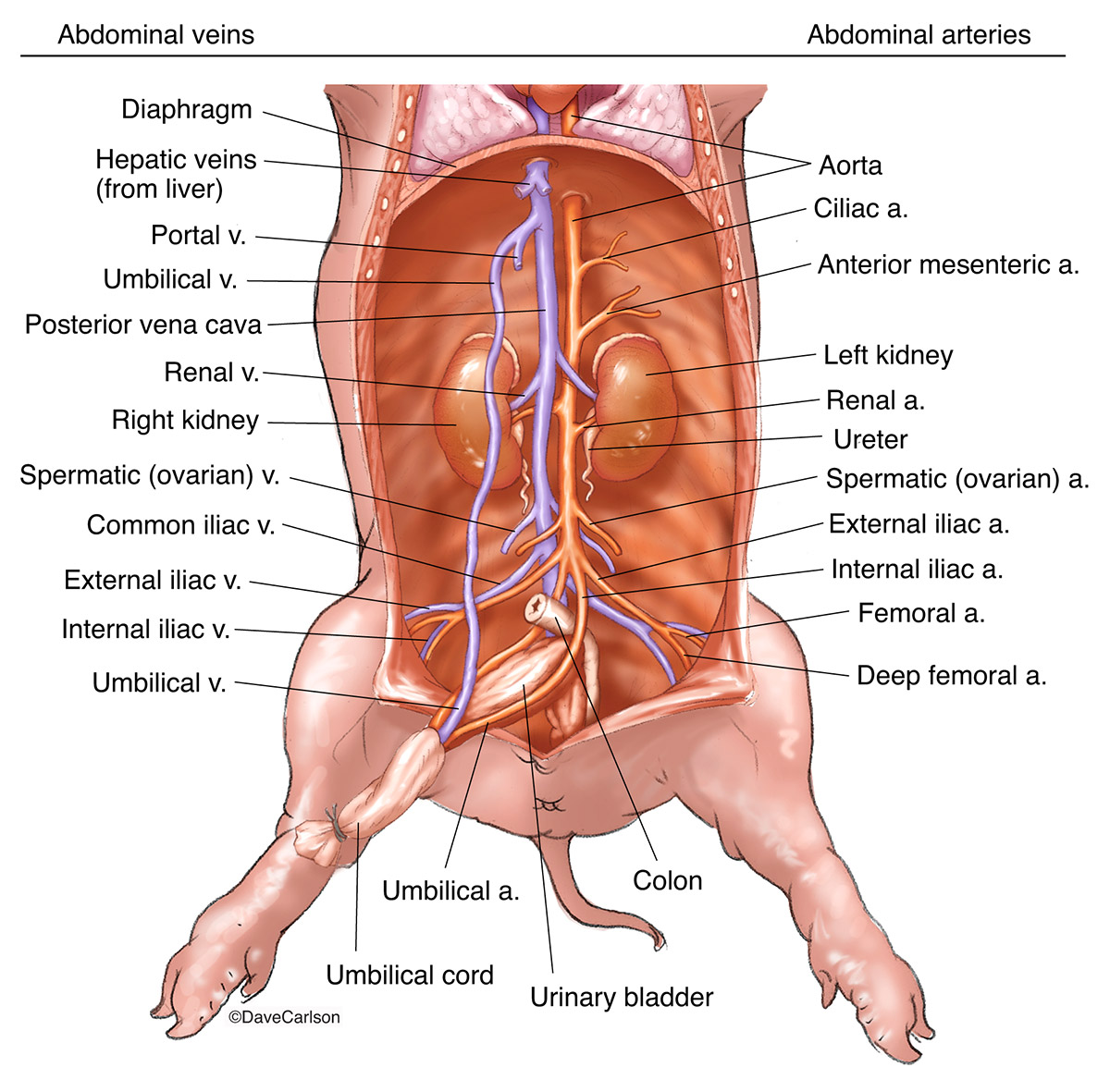 Fetal Pig Circulatory System Diagram Drivenheisenberg