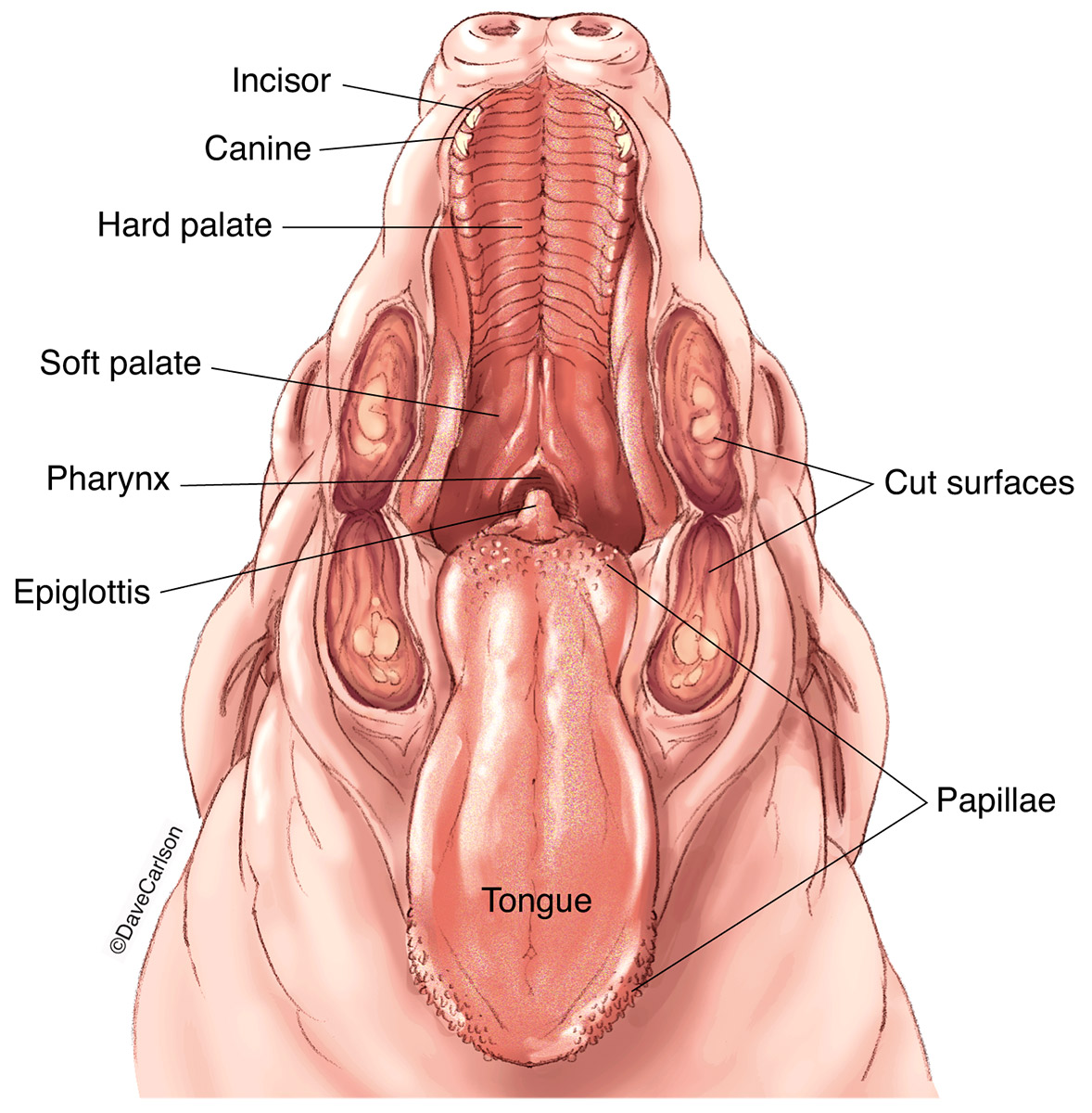 Fetal Pig Anatomy Oral Cavity Image License Carlson Stock Art Fetal Pig Anatomy Oral Cavity Image License Carlson Stock Art