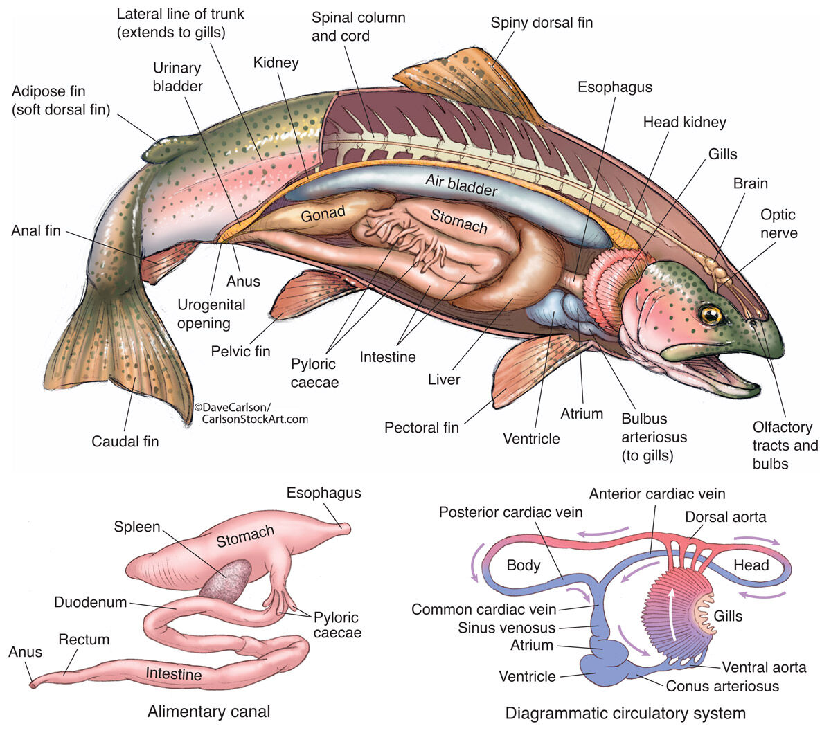 Internal Fish Anatomy