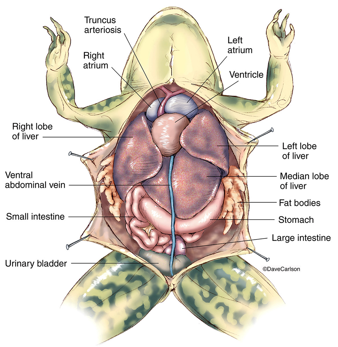 30 Frog Organs Diagram Wiring Diagram Database 30 Frog Organs Diagram Wiring Diagram Database