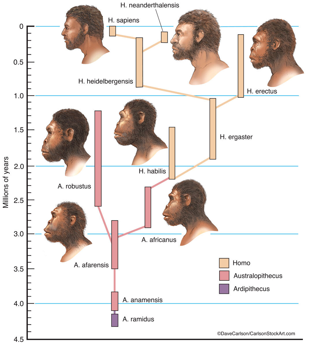 Hominids - The Human Family Tree | Carlson Stock Art Hominids - The Human Family Tree | Carlson Stock Art