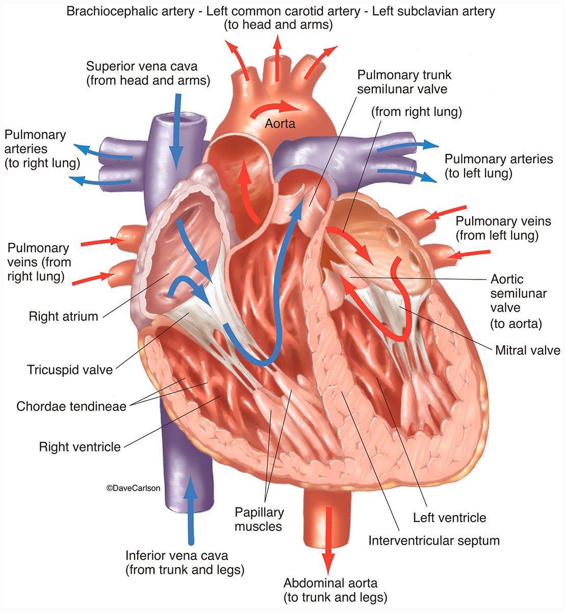 Human Heart Front View Interior Carlson Stock Art