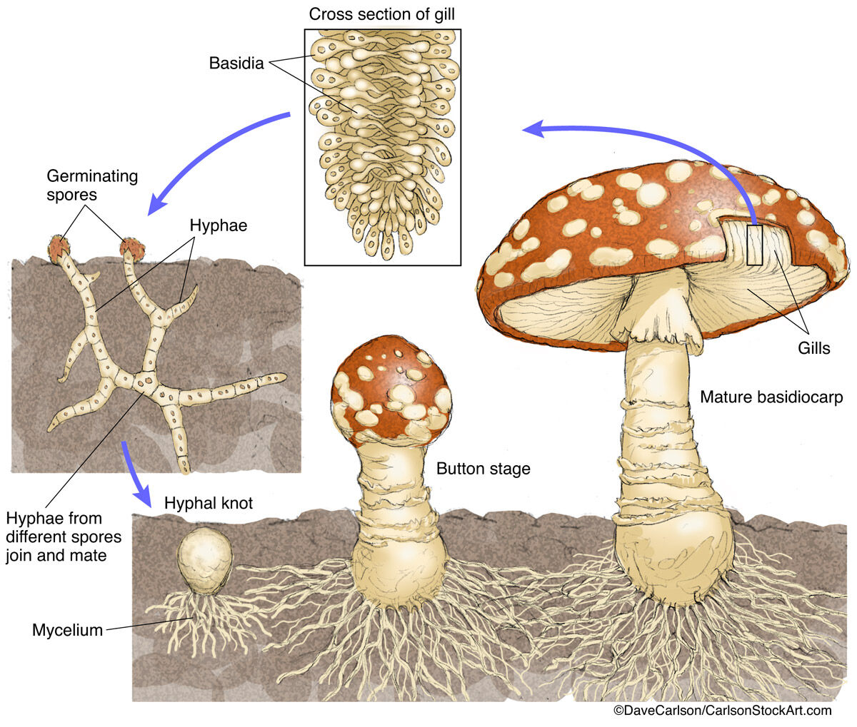 Fungi Life Cycle Diagram