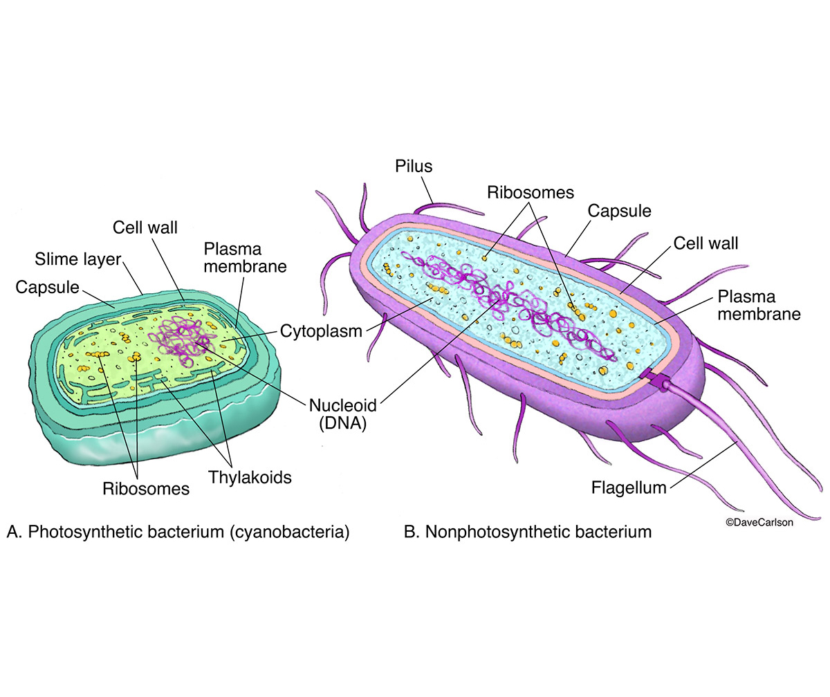 Cyanobacteria Diagram Cyanobacteria Diagram