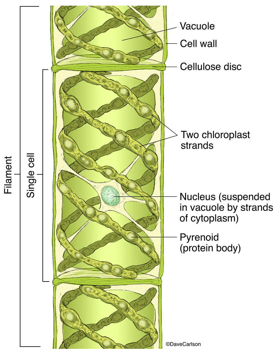 Spirogyra Algae Labeled
